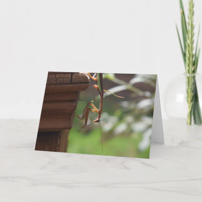 Praying Mantis, card | Zazzle