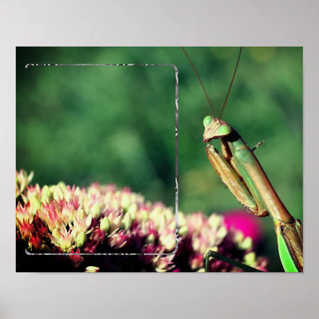 Praying Mantis Frame Create Your Own Photo Poster | Zazzle