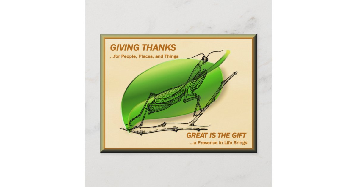 Praying Mantis Giving Thanks Postcard | Zazzle