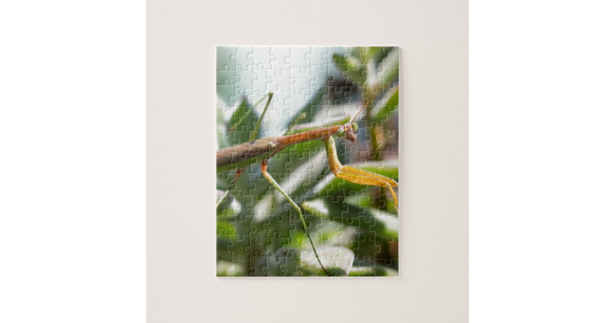 Praying Mantis Insect Jigsaw Puzzle | Zazzle