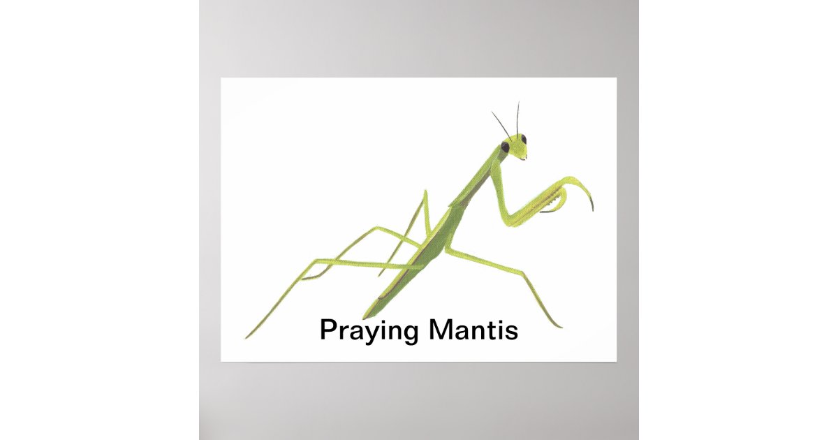 Praying Mantis Painting Custom Posters | Zazzle
