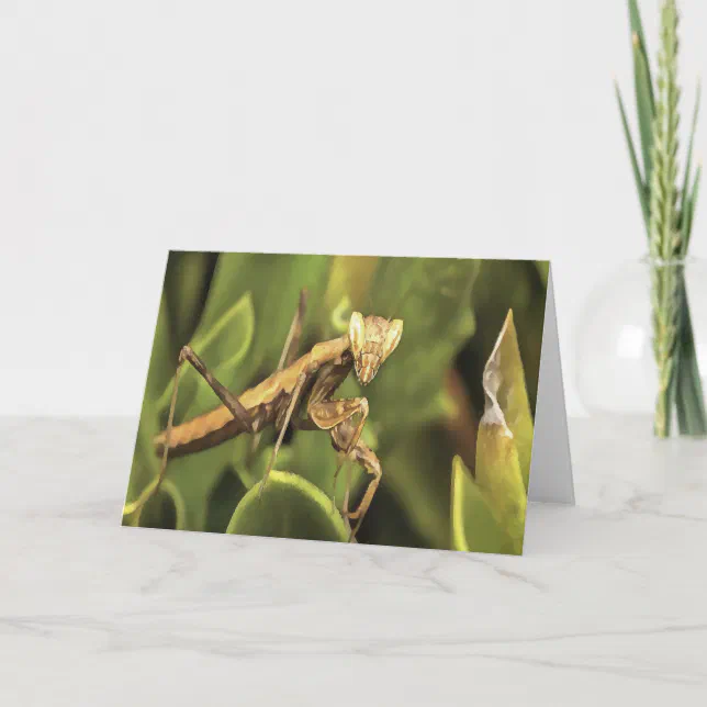 Praying Mantis Portrait Insect Art Card | Zazzle