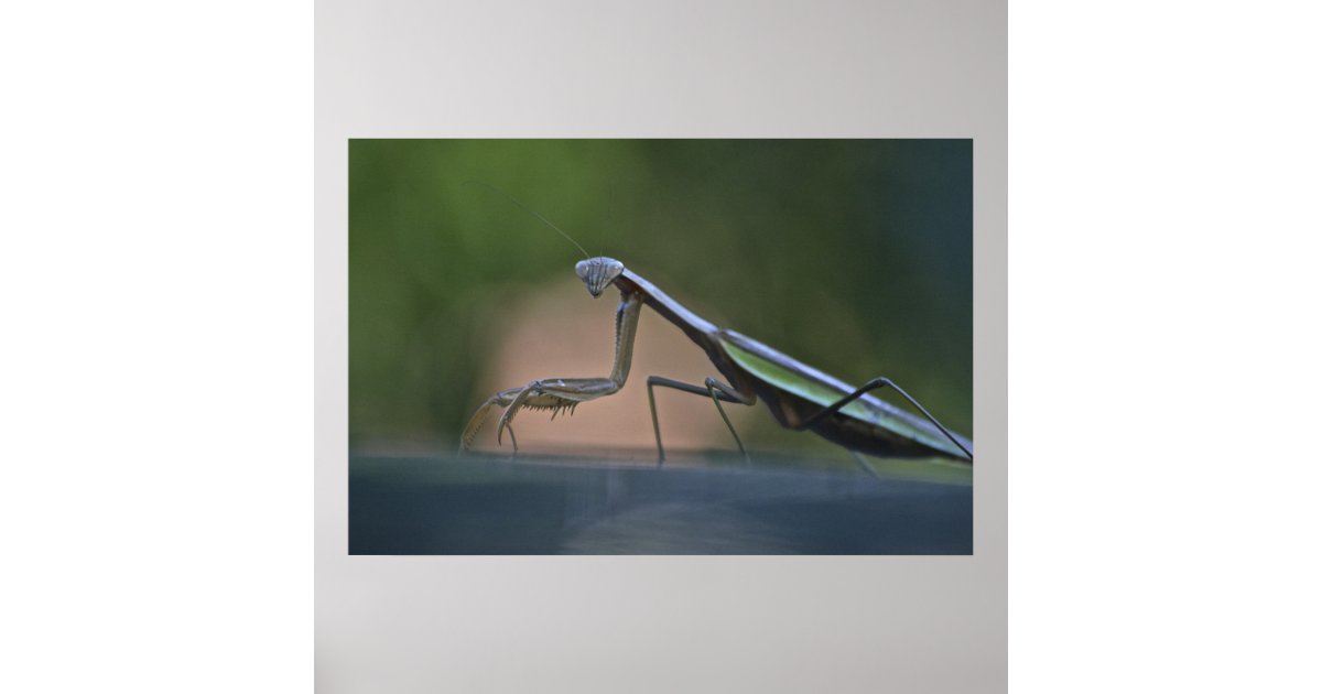 Praying Mantis Poster | Zazzle
