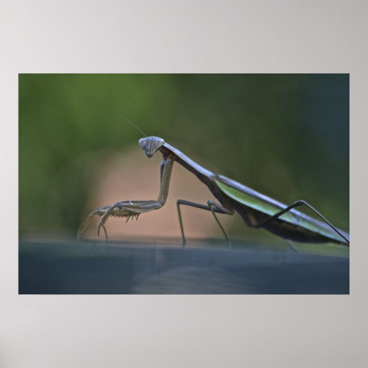 Praying Mantis Poster | Zazzle