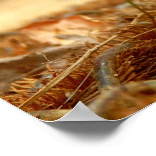 Praying Mantis Poster | Zazzle