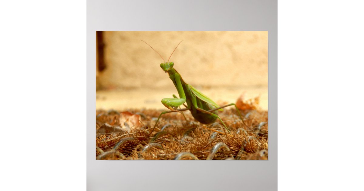 Praying Mantis Poster | Zazzle