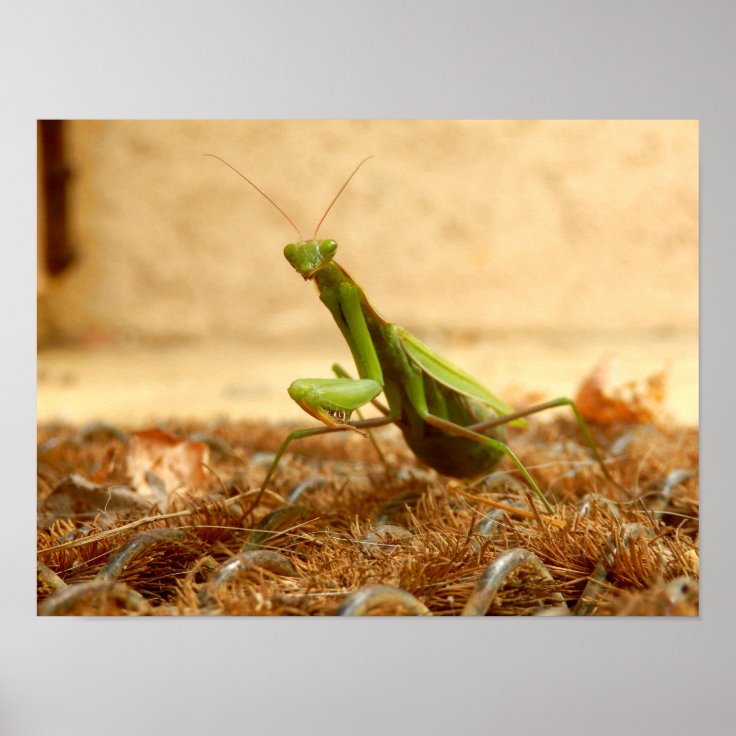 Praying Mantis Poster | Zazzle
