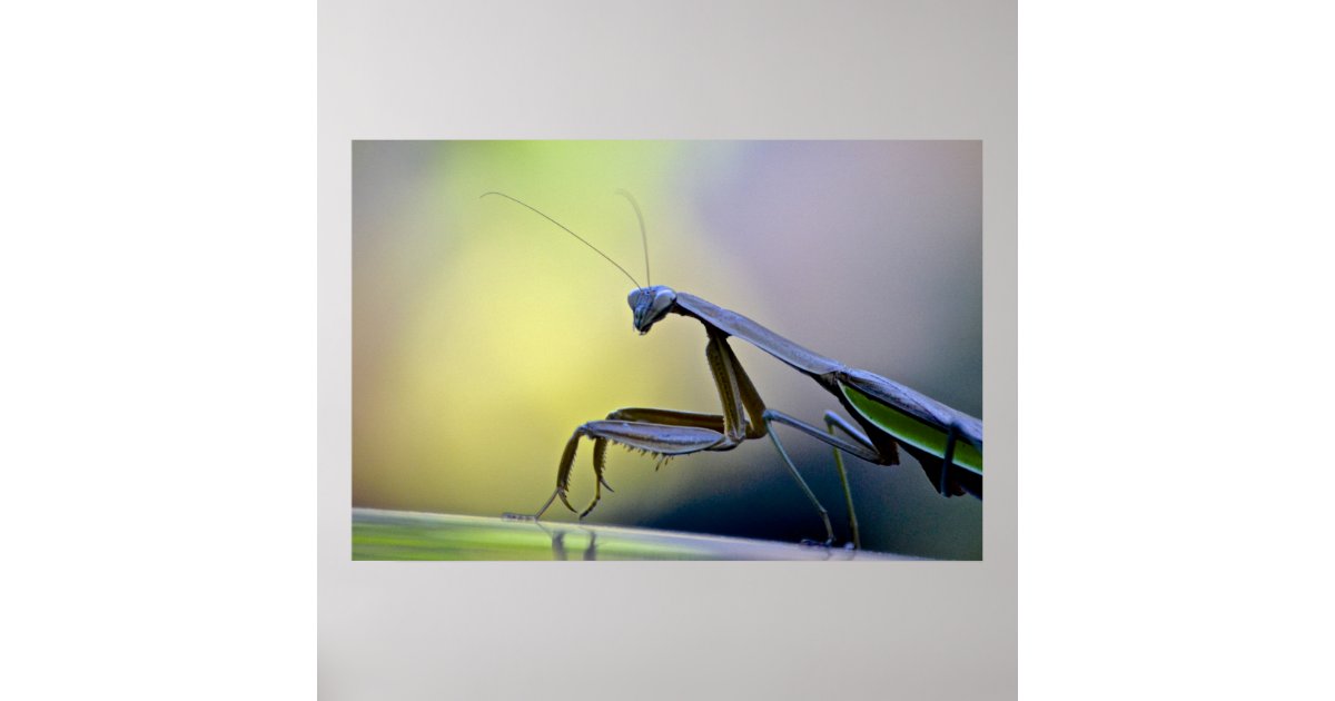 Praying Mantis Poster | Zazzle
