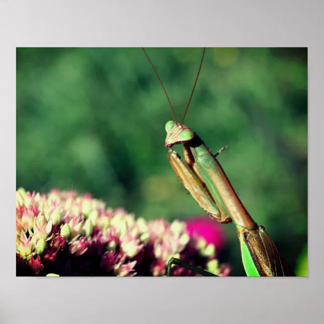 Praying Mantis Up Close Poster | Zazzle