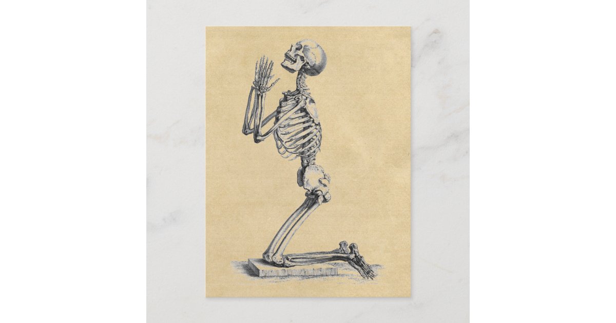 Praying Skeleton Anatomy of the Bones Postcard | Zazzle