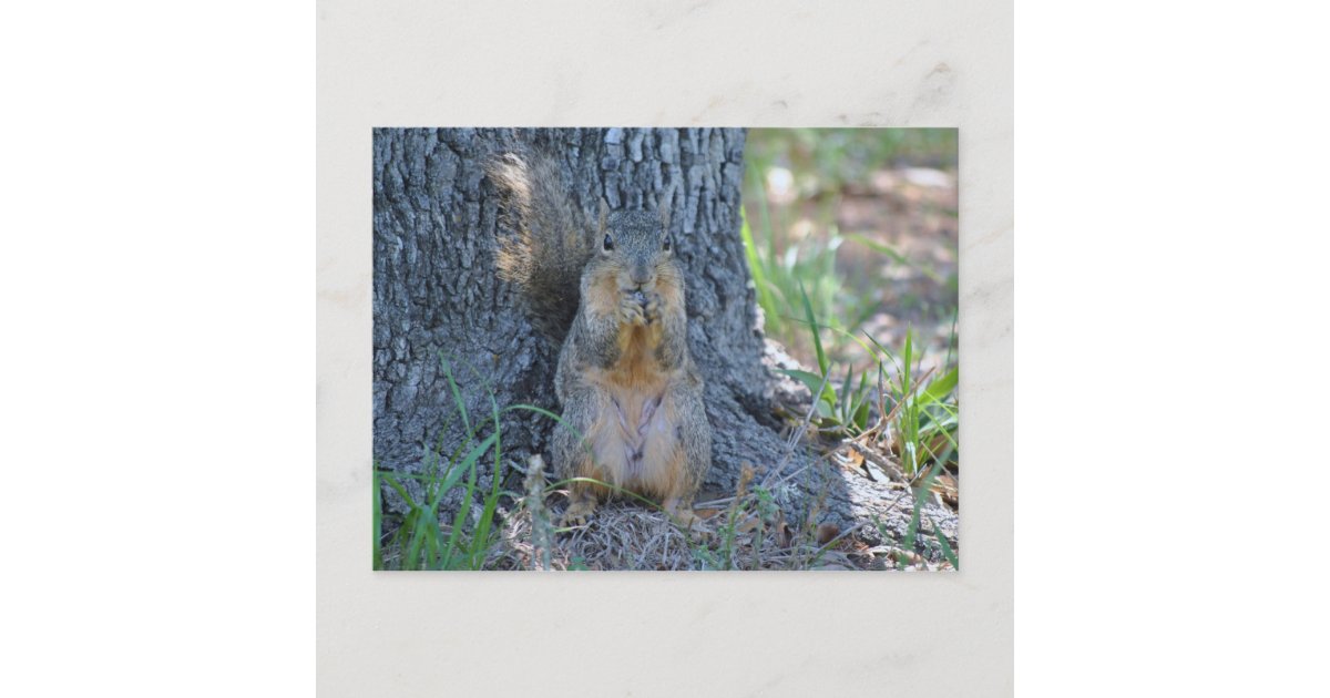 Praying Squirrel Postcard | Zazzle.com