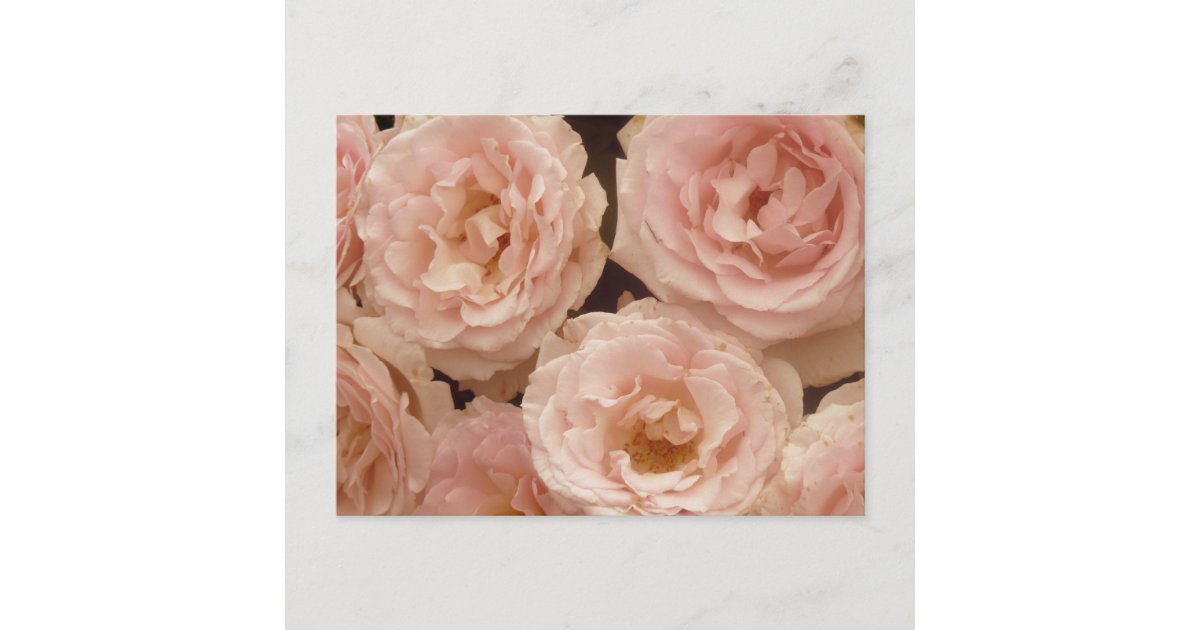 Precious Roses Postcard | Zazzle