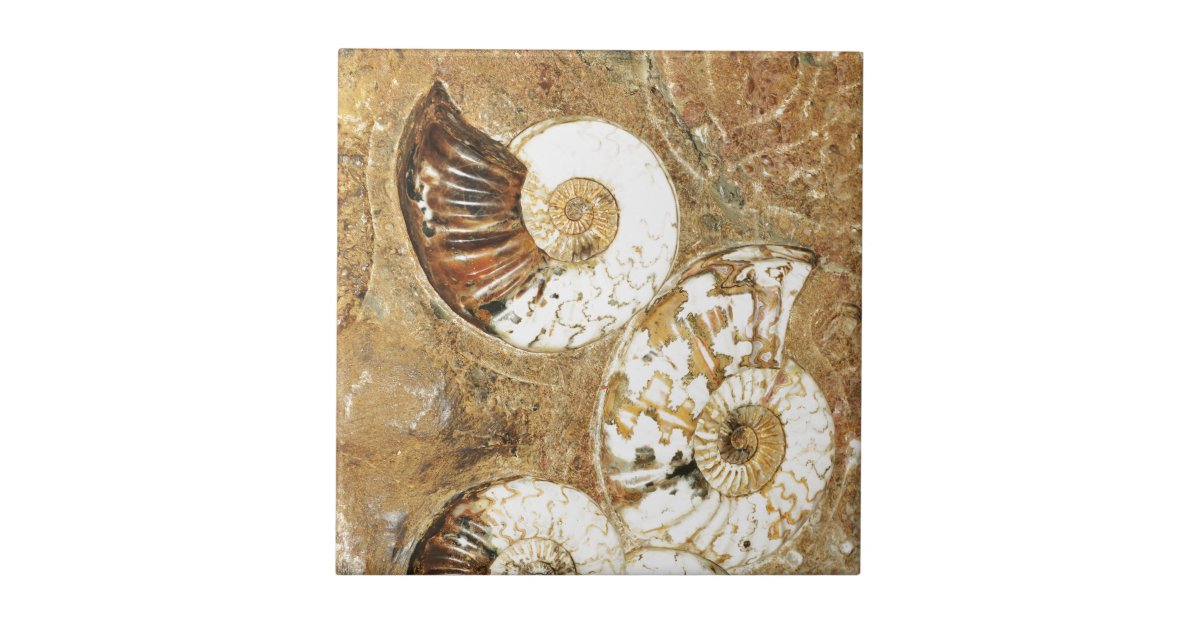 Prehistoric background with fossil shells tile | Zazzle