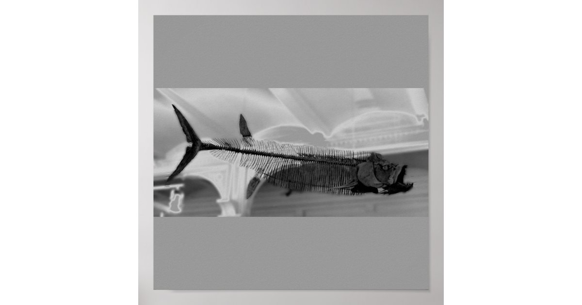 Prehistoric Fish B+W Poster | Zazzle