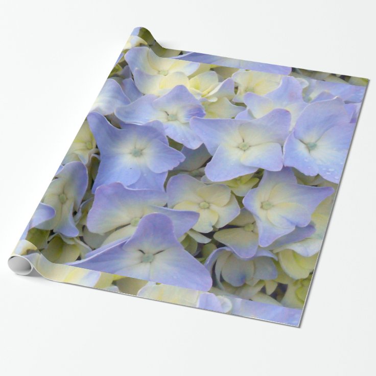 Pretty and Colorful Light Blue Hydrangea Flowers Wrapping Paper | Zazzle