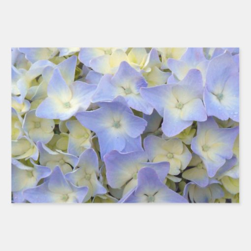 Pretty and Colorful Light Blue Hydrangea Flowers Wrapping Paper Sheets ...