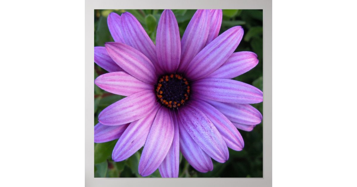 Pretty Aster Flower Poster | Zazzle