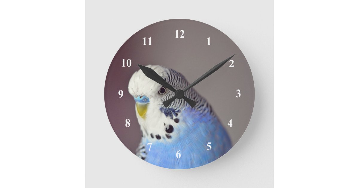 Pretty Blue Budgie Photo Round Clock | Zazzle