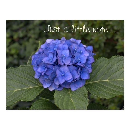 Pretty Blue Hydrangea Just A Little Note Postcard | Zazzle.com