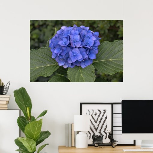 Pretty Blue Hydrangea Poster | Zazzle