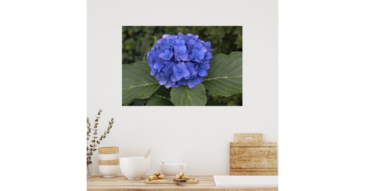 Pretty Blue Hydrangea Poster | Zazzle
