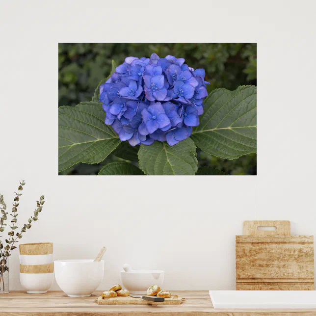 Pretty Blue Hydrangea Poster | Zazzle