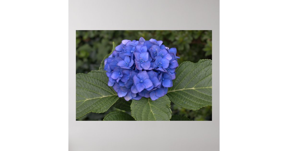 Pretty Blue Hydrangea Poster | Zazzle