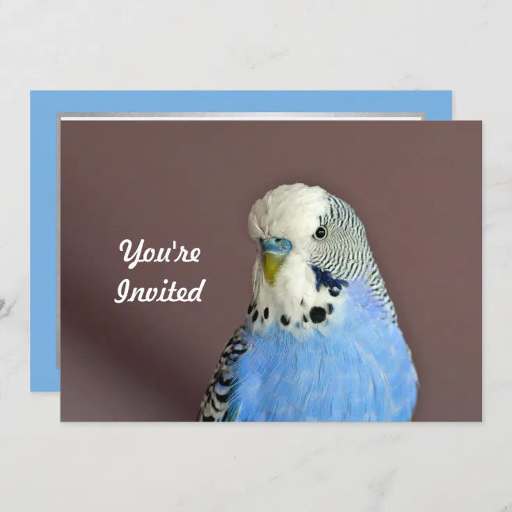 Pretty Blue Parakeet Photo Birthday Invitation | Zazzle
