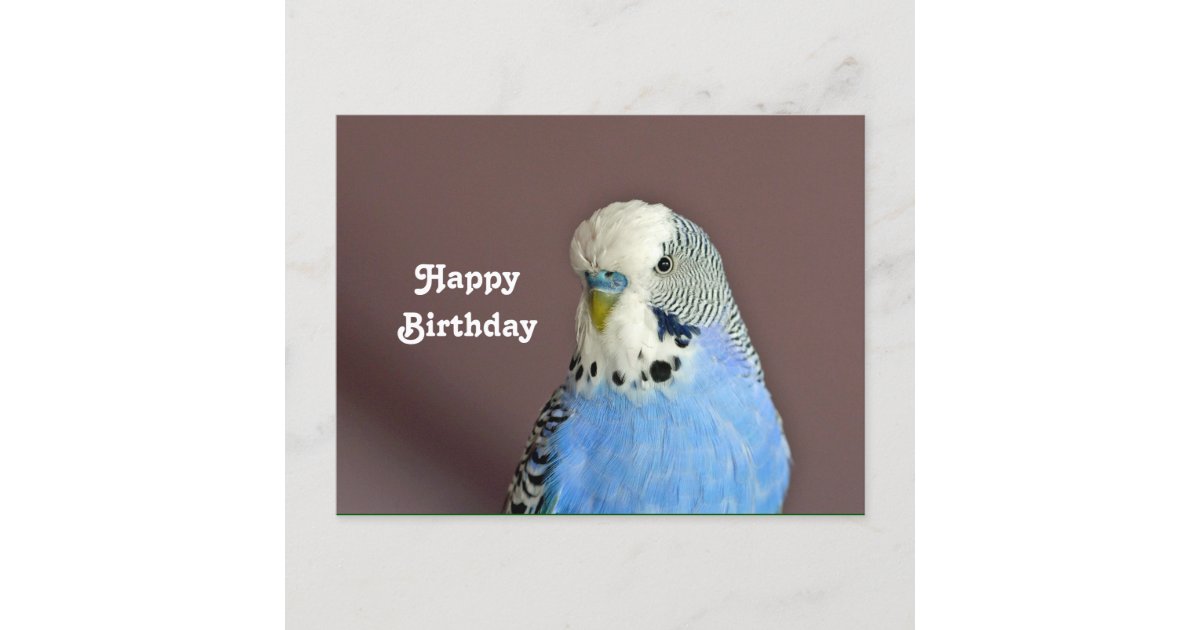 Pretty Blue Parakeet Photo Birthday Postcard | Zazzle