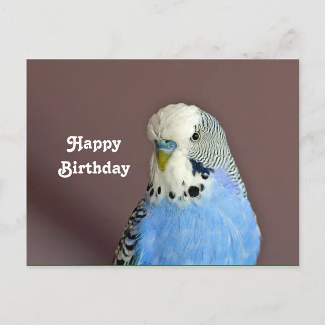 Pretty Blue Parakeet Photo Birthday Postcard | Zazzle