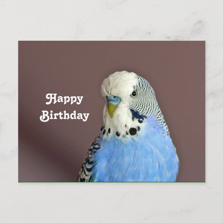 Pretty Blue Parakeet Photo Birthday Postcard | Zazzle