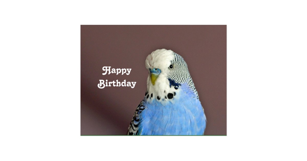 Pretty Blue Parakeet Photo Birthday Postcard | Zazzle.com