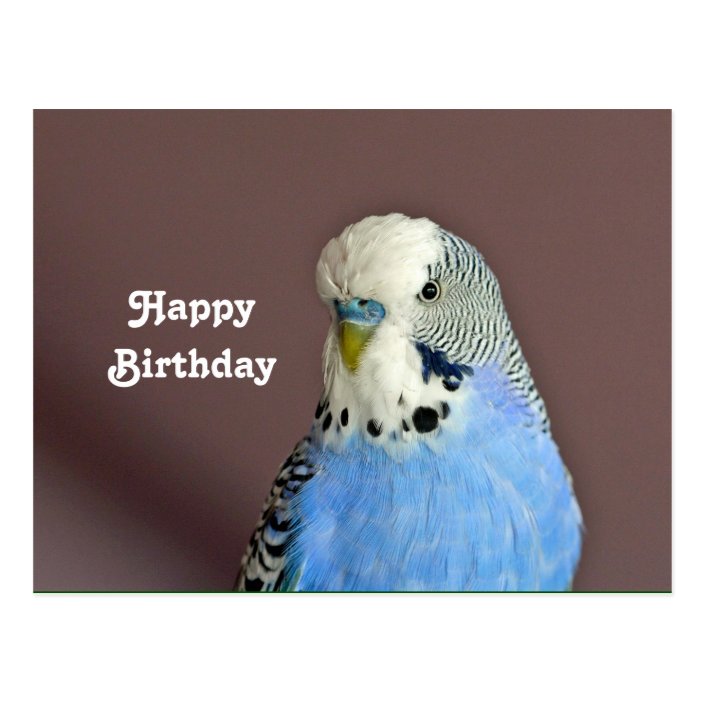 Pretty Blue Parakeet Photo Birthday Postcard | Zazzle.com