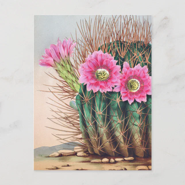 pretty cactus postcard | Zazzle