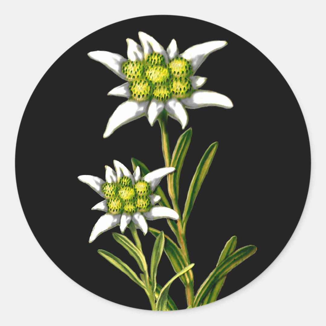 Pretty Edelweiss Stickers | Zazzle