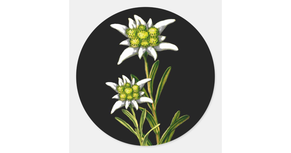 Pretty Edelweiss Stickers | Zazzle