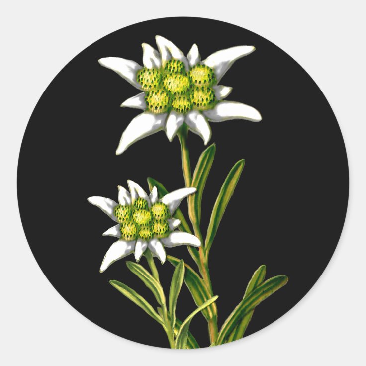 Pretty Edelweiss Stickers | Zazzle