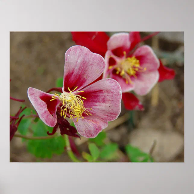 Pretty Flower Poster | Zazzle