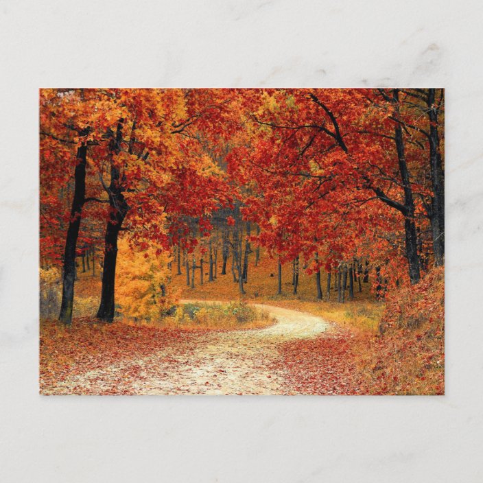 Pretty forest postcard | Zazzle.com