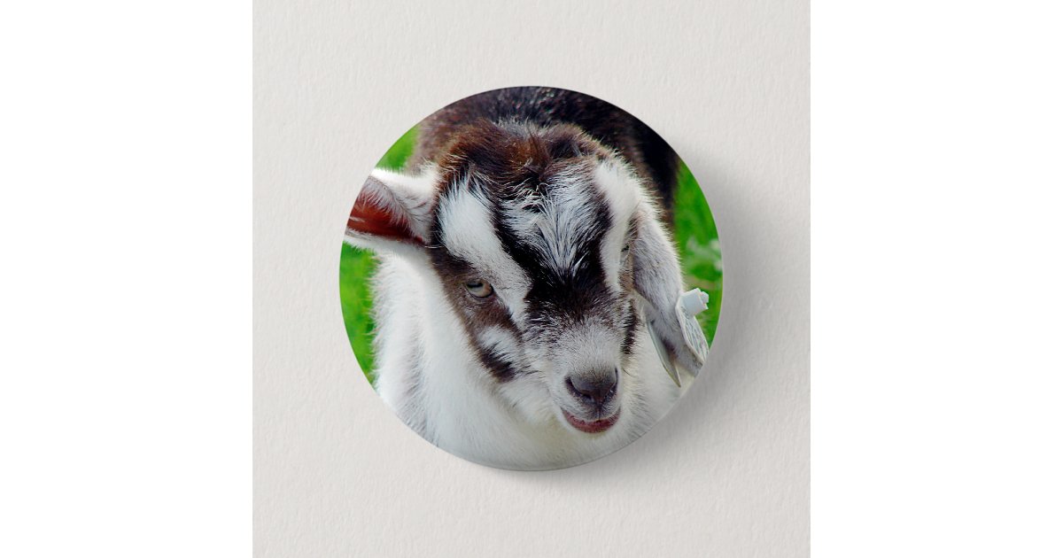 Pretty Goat Kid Button | Zazzle