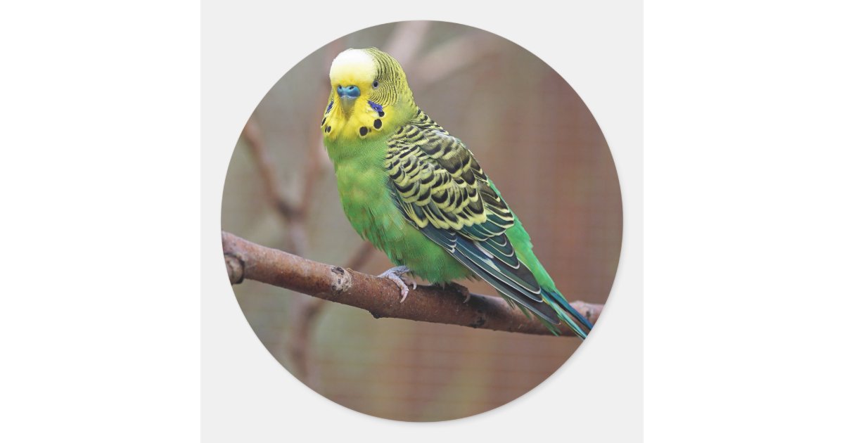Pretty Green Parakeet Photo Classic Round Sticker | Zazzle