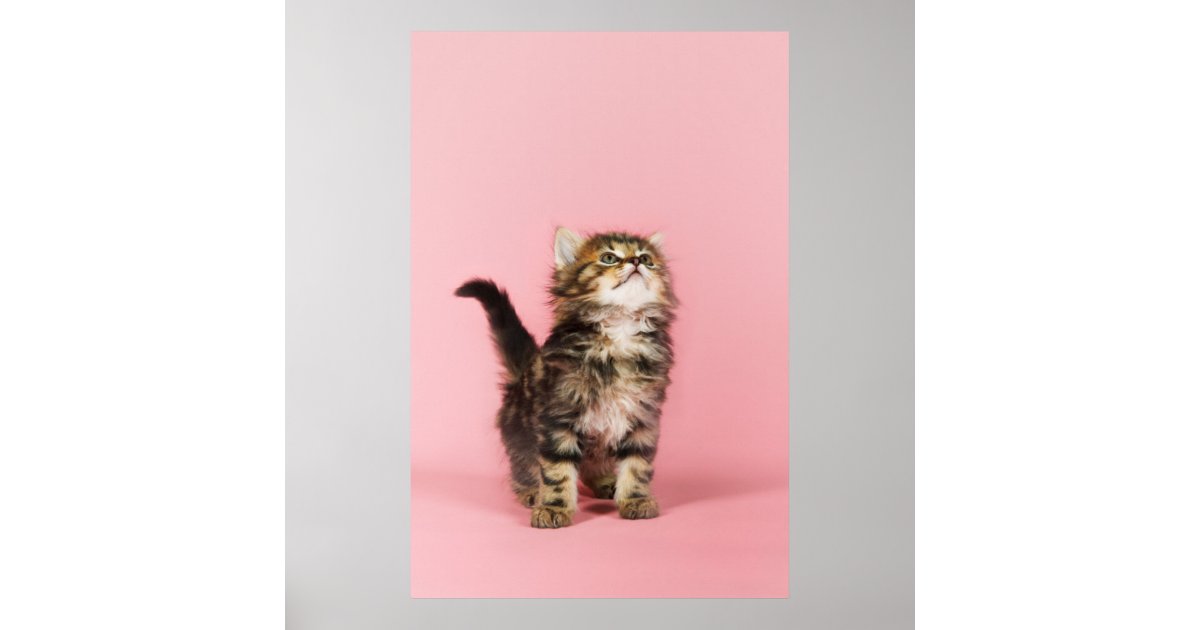 Pretty in Pink Kitten Poster | Zazzle