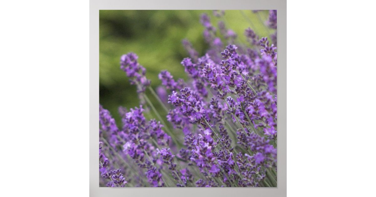 Pretty Lavender Fields Poster | Zazzle