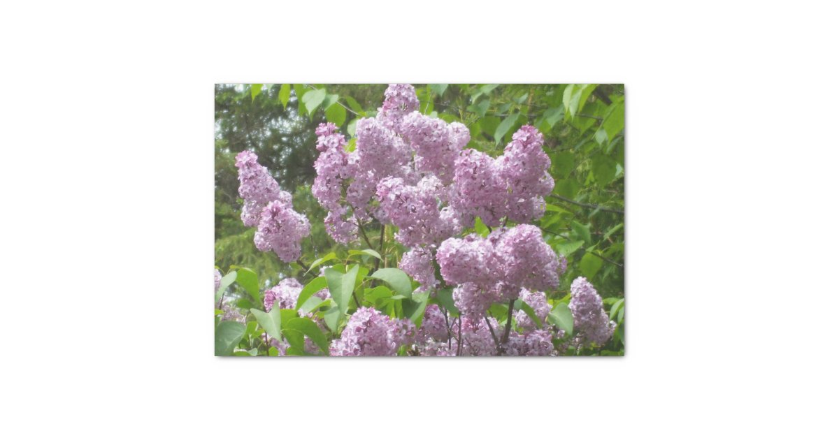 Pretty Lilac Bush Tissue Paper | Zazzle