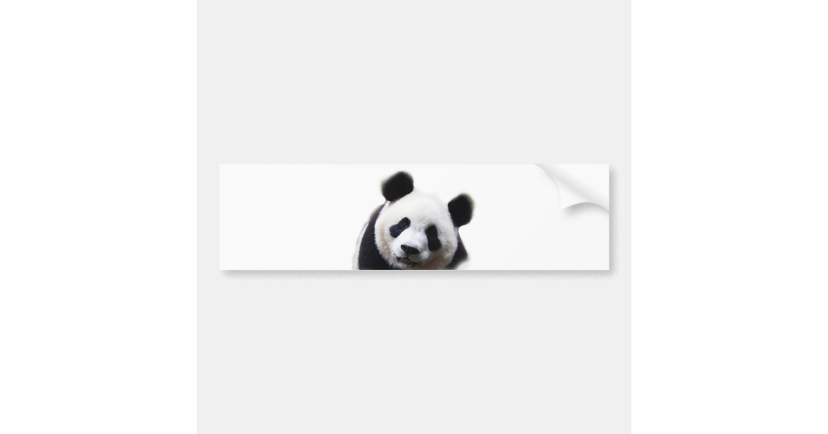 Pretty Panda Artwork Bumper Sticker | Zazzle