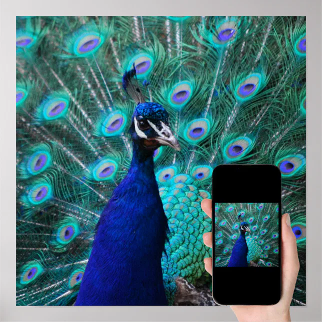 Pretty Peacock Poster | Zazzle
