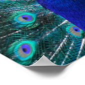 Pretty Peacock Poster | Zazzle