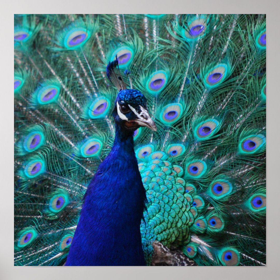 Pretty Peacock Poster | Zazzle