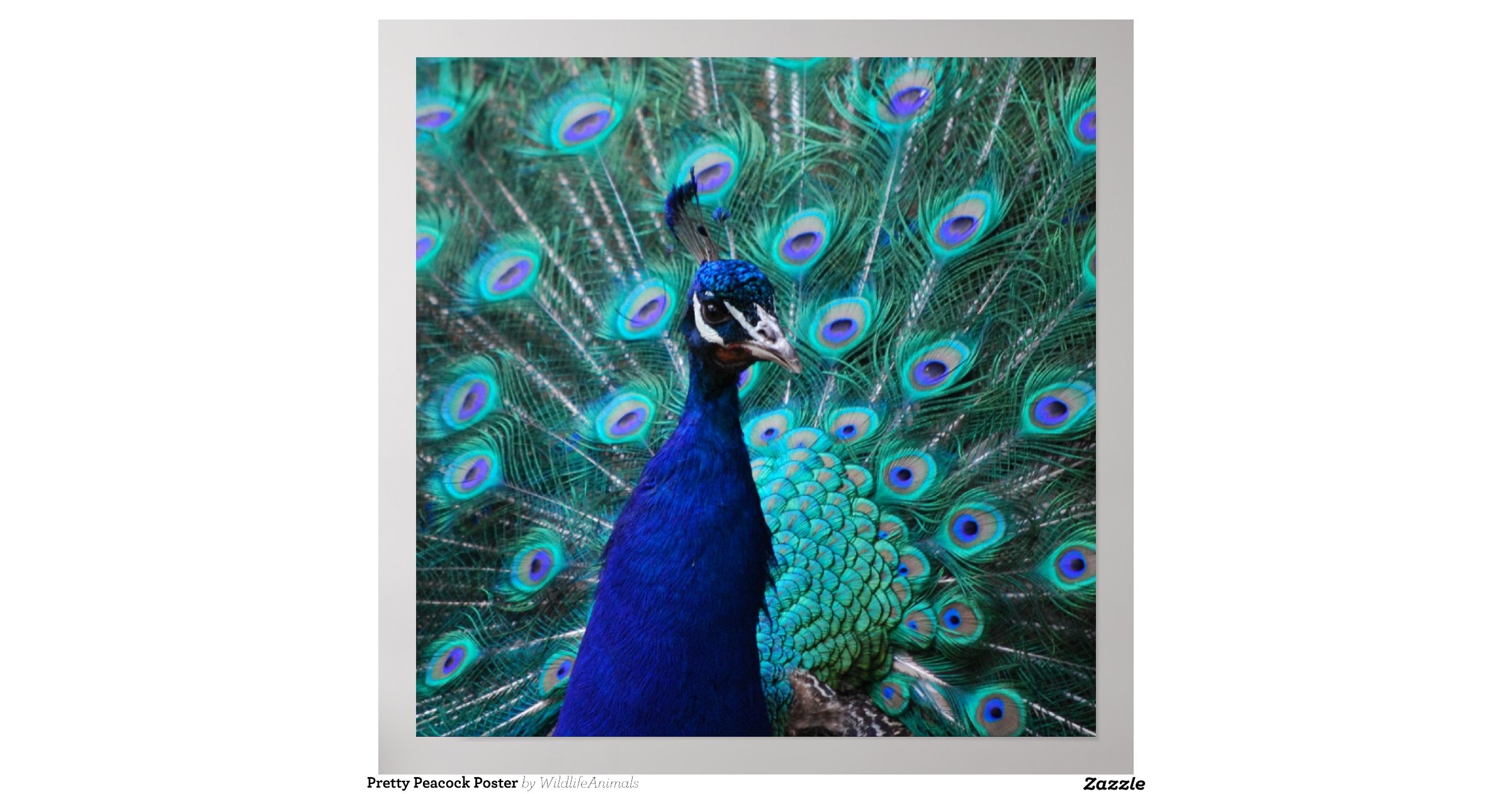 pretty_peacock_poster-rdfc78bf29b0b44fd9f47823ffcbb5cf4_w2j_8byvr_1200 ...