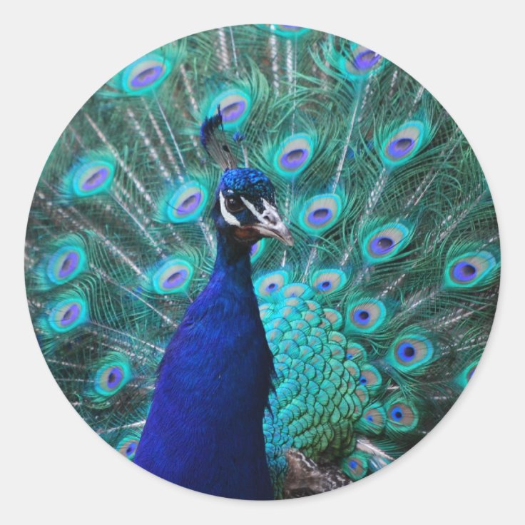 Pretty Peacock Sticker | Zazzle
